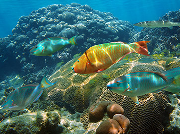 Top 10 des plus beaux poissons de Martinique | Air Caraïbes